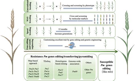 Comparison Of Four Breeding Strategies And Utilization Of Pm Genes In