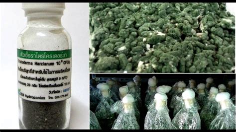 การใช้เชื้อไตรโคเดอร์มาในนาข้าว Youtube