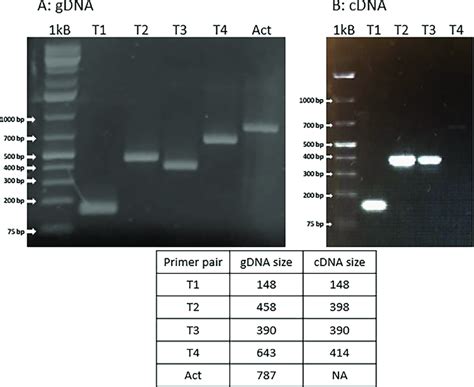 Pcr Amplicons From The 70 Kd Tubulin A Gdna Pcr Products Covering