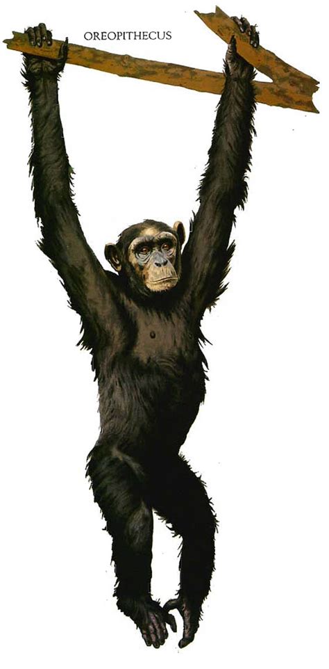Oreopithecus Chimpanzee Oreopithecus Chimp 532x1080 Wallpaper