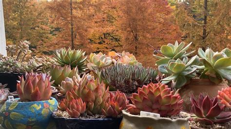 겨울철 걸이대다육이들 영하몇도까지 둘까요립스틱오랜지글로우라울마리아등~실외기 위에 다육이들 화려한 모습 구경하세요~~~~💕 Youtube