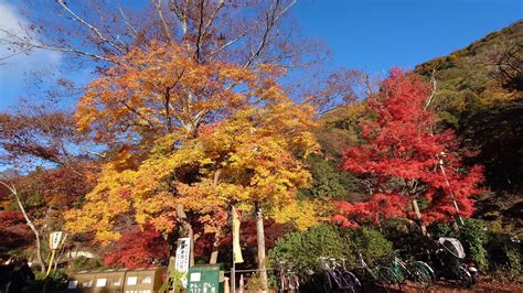 八瀬の紅葉 ちょっとだけ途中下車