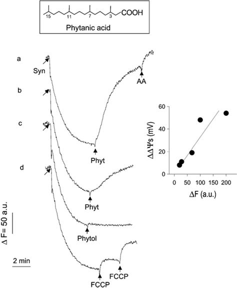 Effect Of Phytanic Acid On Safranine Accumulation By Synaptosomes