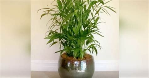 10 Air Cleaning Houseplants Handy Diy
