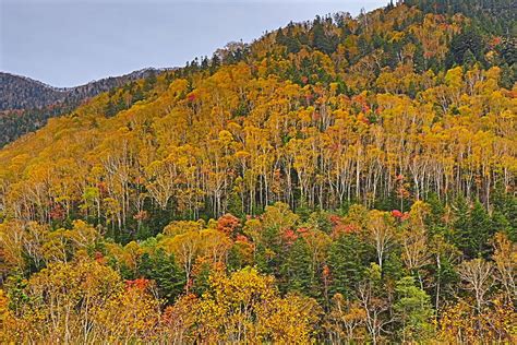 三国峠の紅葉 北海道札幌観光ジャンボハイヤー旅北トラベル