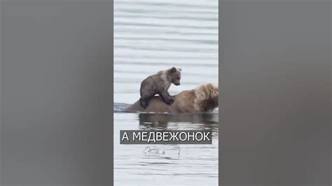 Медведица плывет с медвежонком НА СПИНЕ Youtube