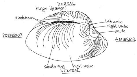 Clam External Anatomy