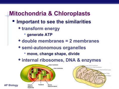 Mitochondria And Chloroplasts Ppt Ppt