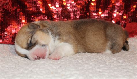 Munchkin 1week1 Sevits Corgis