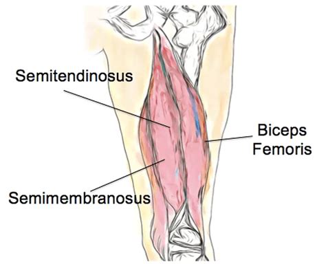 Hamstring Muscles Diagram Anatomy Art Series 1 The Adductor Magnus