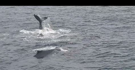 Киты в Гвинейском заливе Пикабу