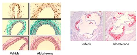 The Iris Jaffe Lab Graduate School Of Biomedical Sciences