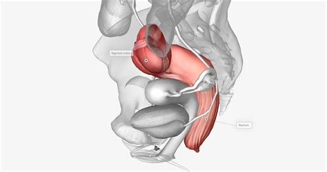Las Dos últimas Secciones Del Intestino Grueso O Colon Son El Colon Sigmoide Y El Recto Foto
