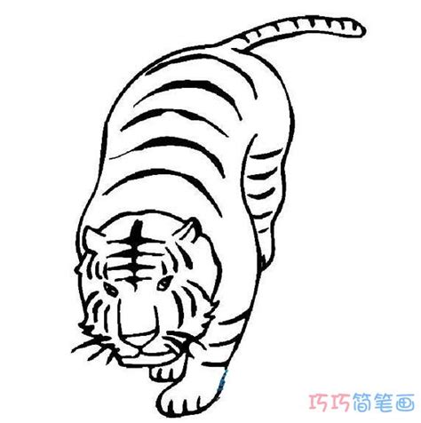 老虎铅笔画简单 霸气 一步一步 大山谷图库