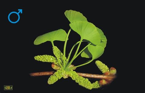 Bio 112 Lab Exam 3 From Lab 11 Gymnosperms And Angiosperms Flashcards Quizlet