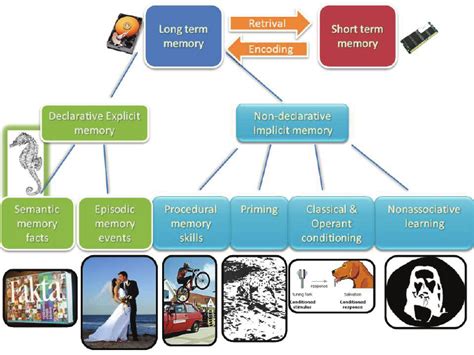 The Figure Illustrates Different Forms Of Memory And Their Relationship Download Scientific