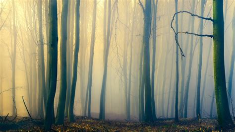 배경 화면 1920x1080px 분기 가을 숲 이파리 안개 이끼 자연 실루엣 나무 목재 1920x1080 Wallpaperup 645867