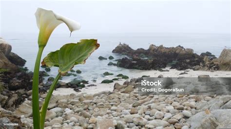 칼라 백합 흰 꽃 조약돌 해변 몬테레이 캘리포니아 안개가 자욱한 바다 해안 0명에 대한 스톡 사진 및 기타 이미지 0명 17 Mile Drive 가마우지 Istock