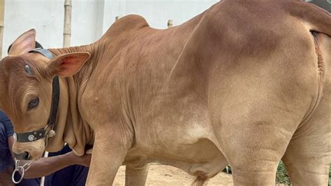 হাট ও খামার হাট ও খামার Added A New Photo