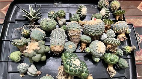 97unbox Seeding Cactus From Vietnam Coryphantha Elephantidens