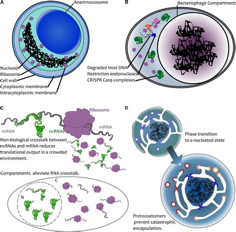 Frontiers Manifold Routes To A Nucleus