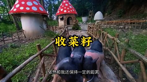 收菜籽了油菜籽收来喂鸡鸡吃了会是怎么样的 向前农场日记 向前农场日记 哔哩哔哩视频