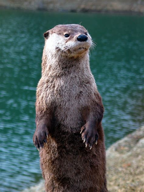 Otter Wallpaper Wallpapersafari