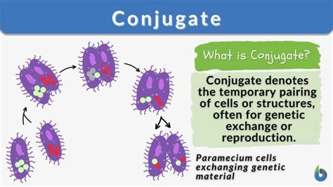 Conjugate Definition And Examples Biology Online Dictionary