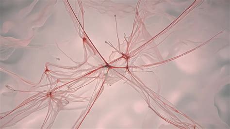 Exploring The Intricate Structures Of Microscopic Fibers In Biological Samples Under A Exploring The Intricate Structures Of Microscopic Fibers In Biological Samples Under A