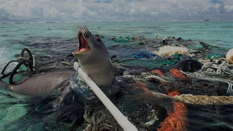 Marine Debris Biodiversity Impacts And Potential Solutions