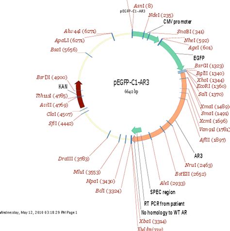 Addgene Pegfp C1 Ar V7