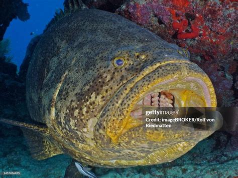 Atlantic Goliath Grouper ゴライアスグルーパー 最大 Ssdh