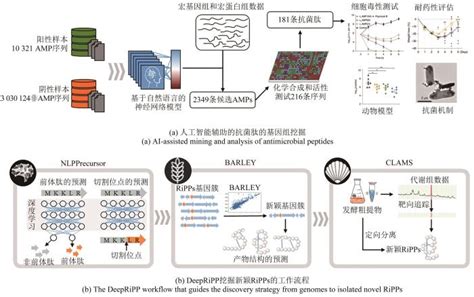 基因组挖掘指导天然药物分子的发现 文献精读34plantismash Csdn博客