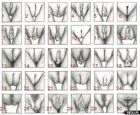 Rodzaje Cipek Types Of Pussies Porn Pictures Xxx Photos Sex Images 556863 Pictoa