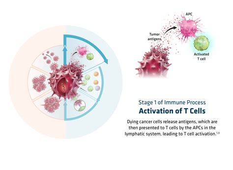 Yervoy Structure Immune Checkpoint Inhibitors In Cancer Therapy