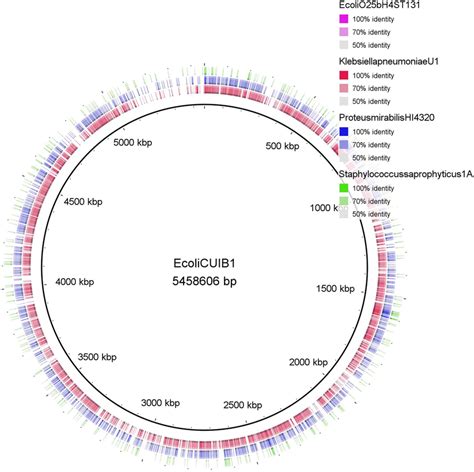 Comparative Genome Visualization Of Uroptahogenic Bacteria Download Scientific Diagram