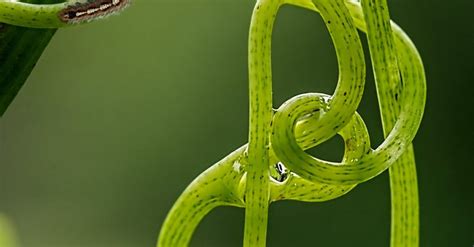 query loop wordpress 13 expert answers for success