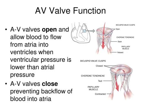 Ppt Anatomy Of The Heart Be Able To Identify The Following