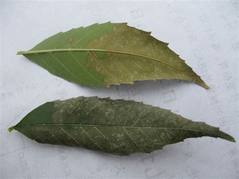 白蜡褐斑病 植保 园林网