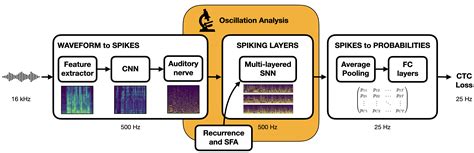 exploring neural oscillations during speech perception via surrogate gradient spiking neural