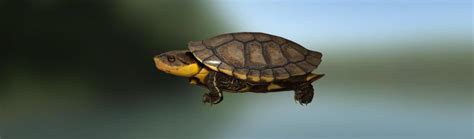 Amazon Toad Headed Turtle Testudines Trophy Fishing 2