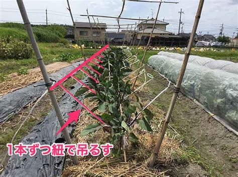 ナス茄子の育て方と栽培のコツ やまむファーム