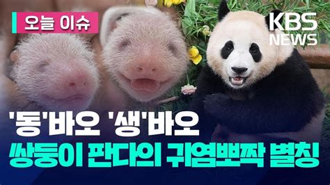 푸바오 동생 인증 쌍둥이 판다에게 생긴 별칭은 [오늘 이슈] Kbs 2023 07 12 Youtube