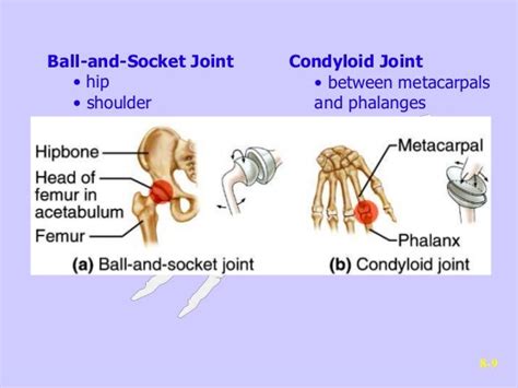 [download 43 ] Condyloid Joint Vs Ball And Socket