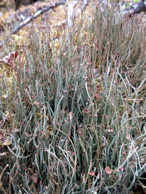 Cladonia maxima Lichens Québec