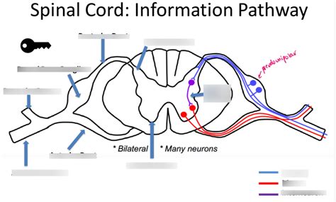 lecture 2 diagram quizlet
