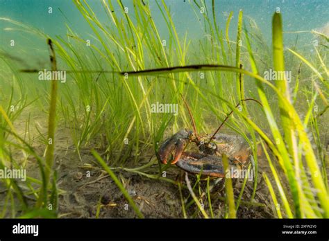 American Northern Lobster Homarus Americanus Juvenile Taking