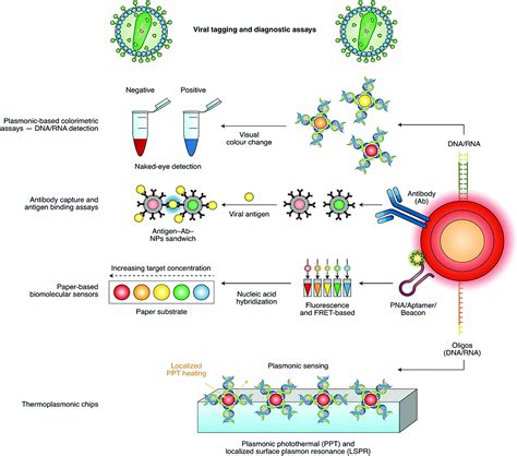 Methods Of Virus Detection At John Rosado Blog