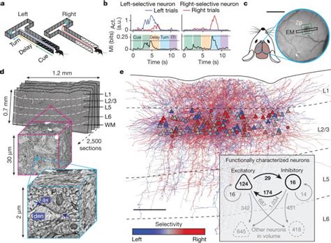 Synaptic Wiring Motifs In Posterior Parietal Cortex Support Decision