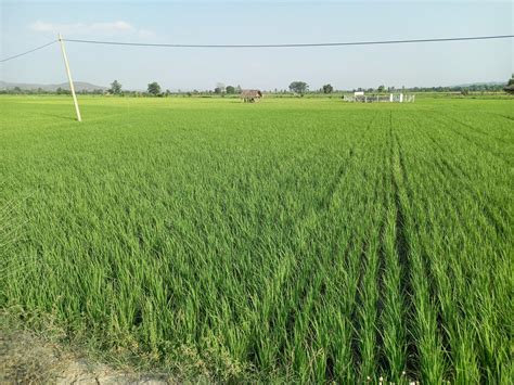 ငဖဲမြို့နယ် မန်းချောင်းရေလှောင်တမံဆည်ရေဖြင့် နွေစပါး ၁၂၇၁ ဧက စိုက်ပျိုးအောင်မြင်ဖြစ်ထွန်း